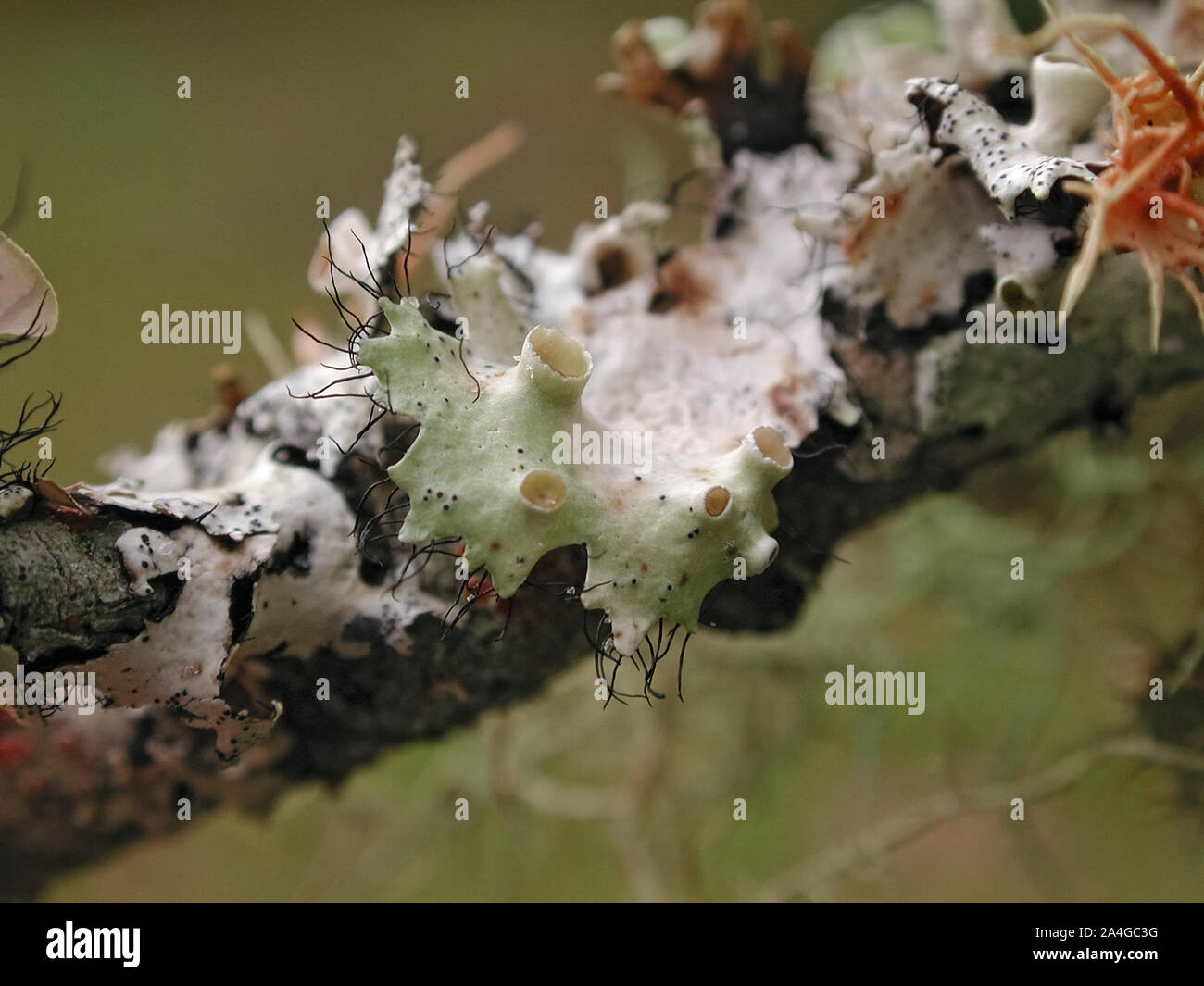 Different lichens hi-res stock photography and images - Alamy Different lichens hi-res stock photography and images - Alamy