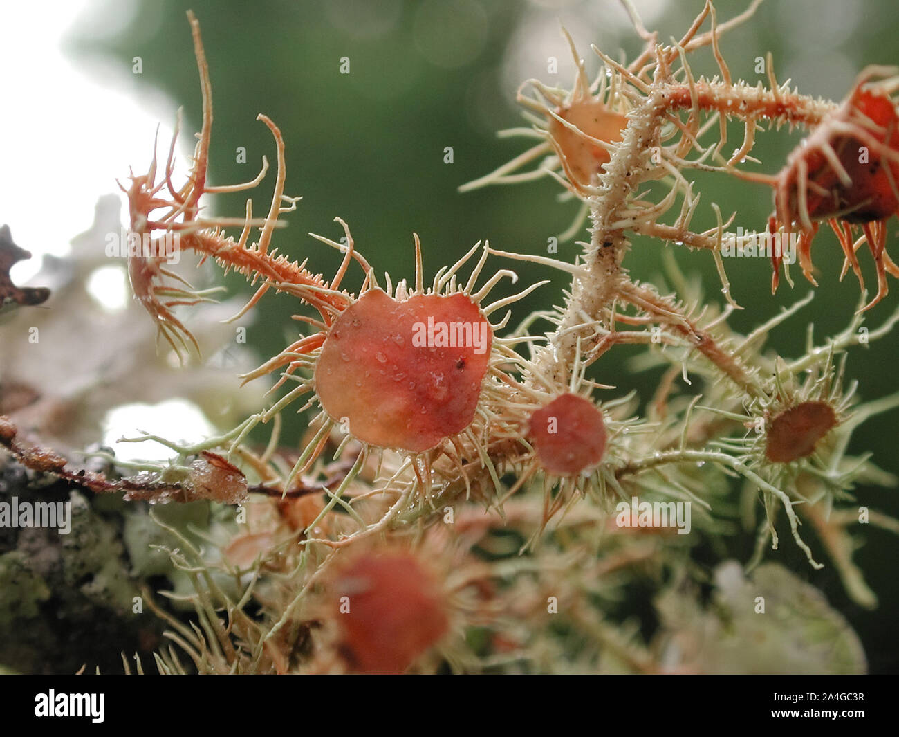 Lichens growing on a tree branch in a symbiotic relationship containing ...