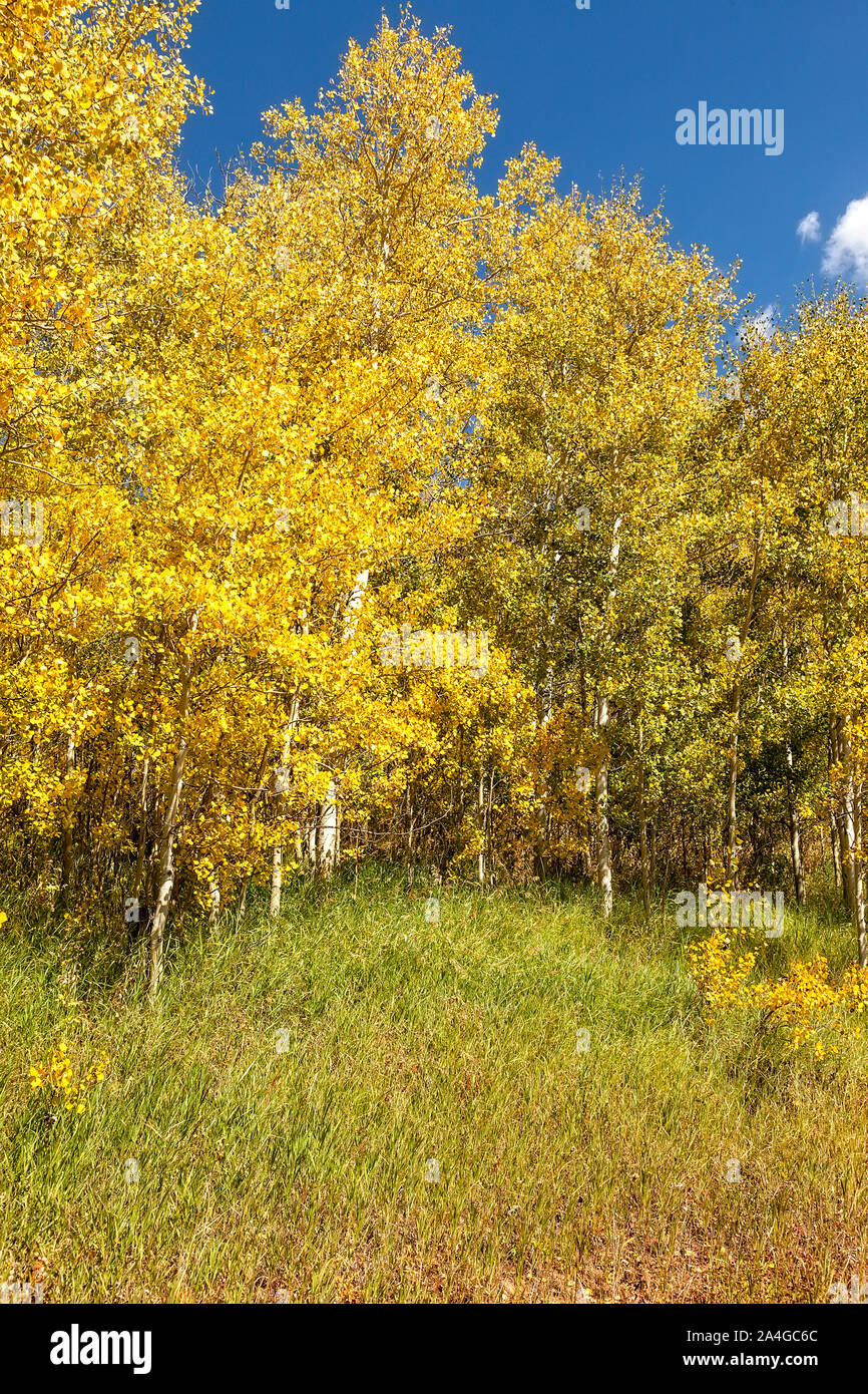 Golden aspen hi-res stock photography and images - Alamy