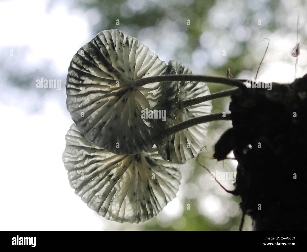 mushroom fungi funghi Ft. White Florida Stock Photo - Alamy