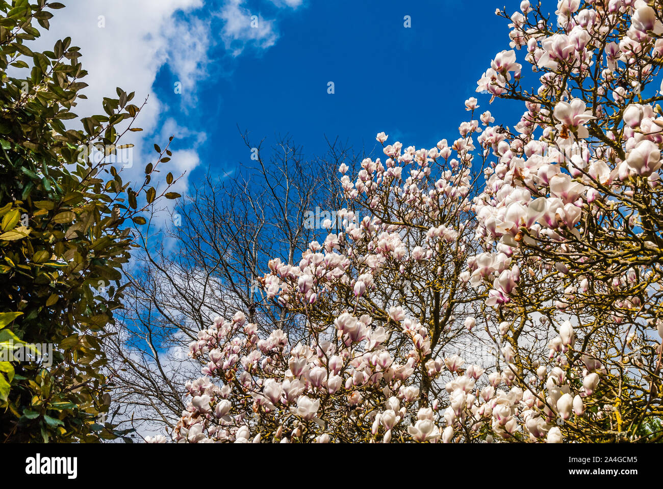 Magnolia in bloom in a country garden Stock Photo - Alamy