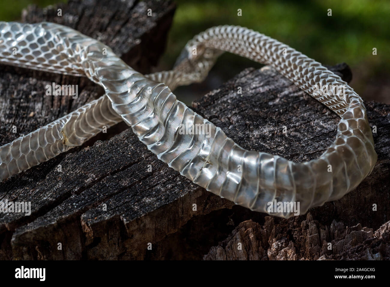 Shedded snake skin hi-res stock photography and images - Alamy