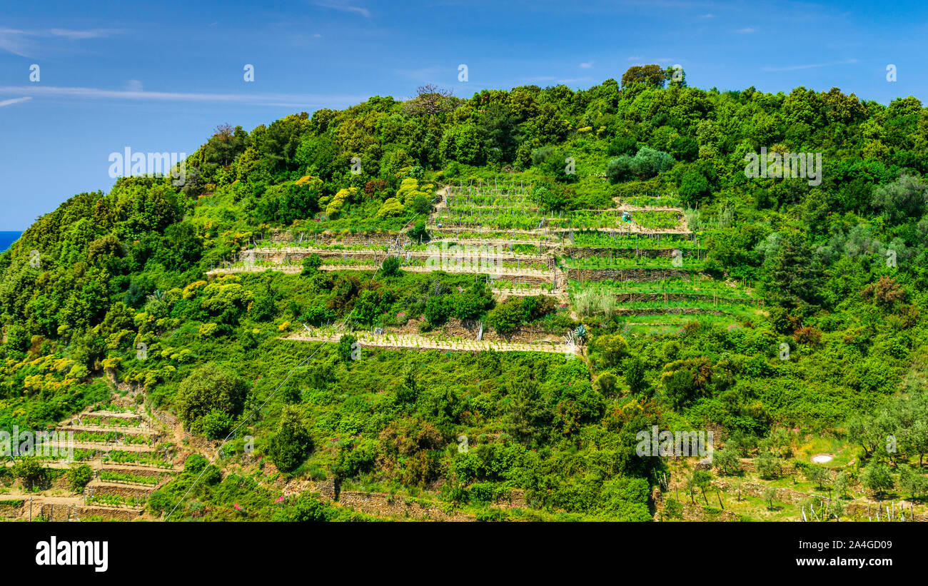 Hillside vineyards in corniglia hi-res stock photography and images - Alamy