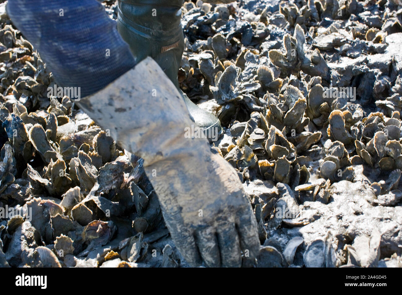 Man collecting shellfish Stock Photo - Alamy