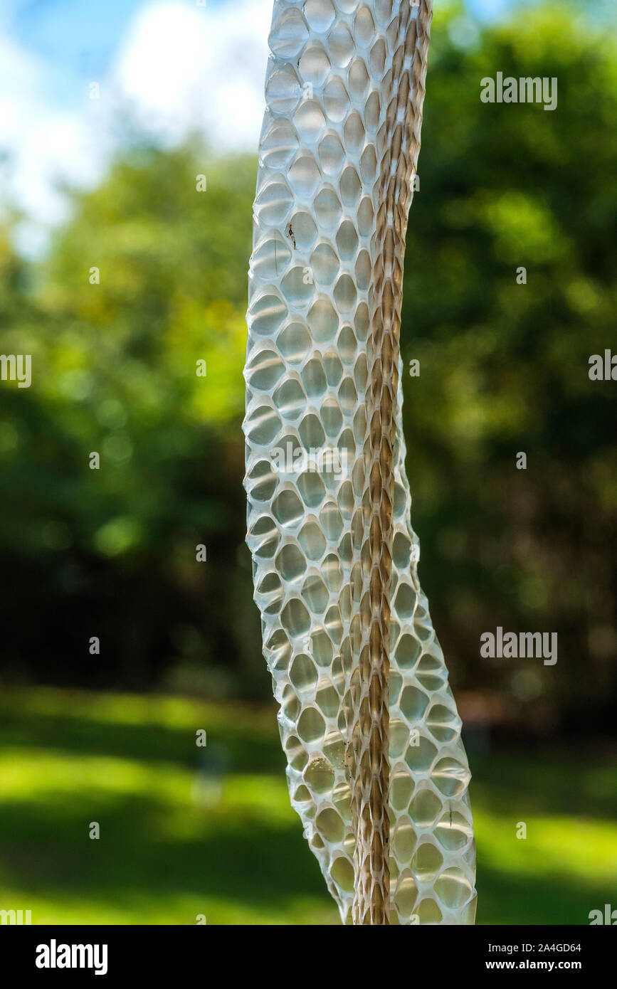 Shed snake skin, North Florida Stock Photo - Alamy