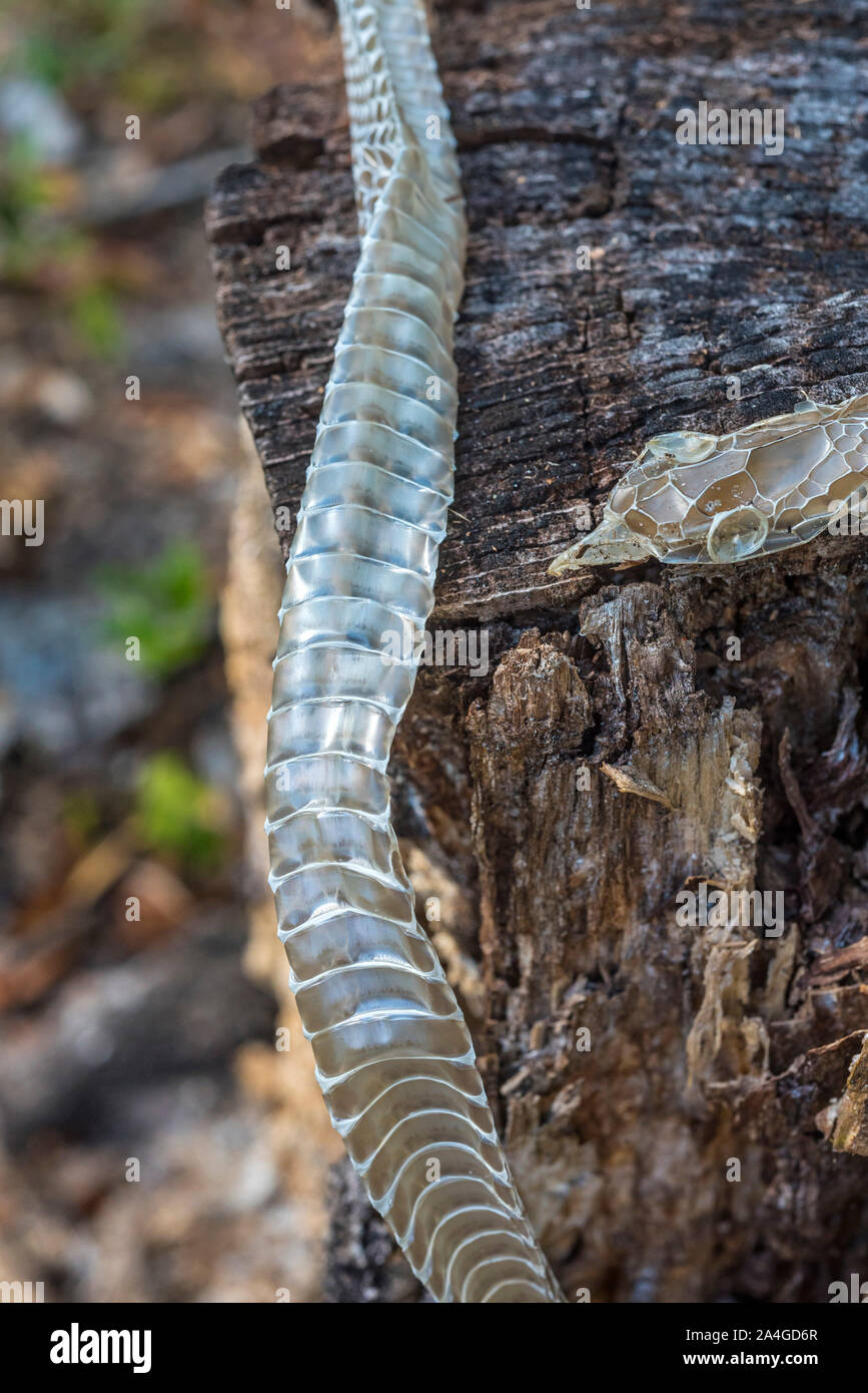Shedded snake skin hi-res stock photography and images - Alamy