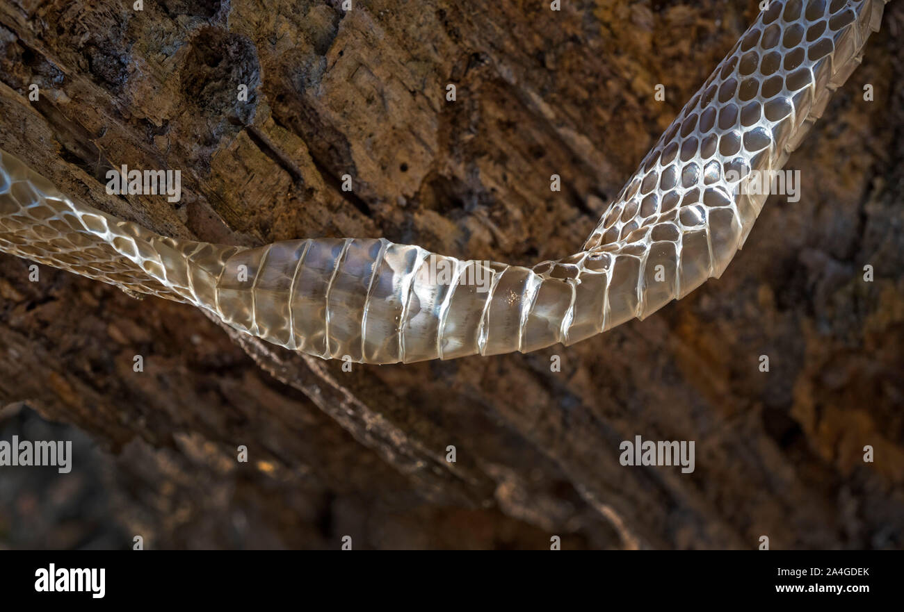 Shed snake skin, North Florida Stock Photo - Alamy