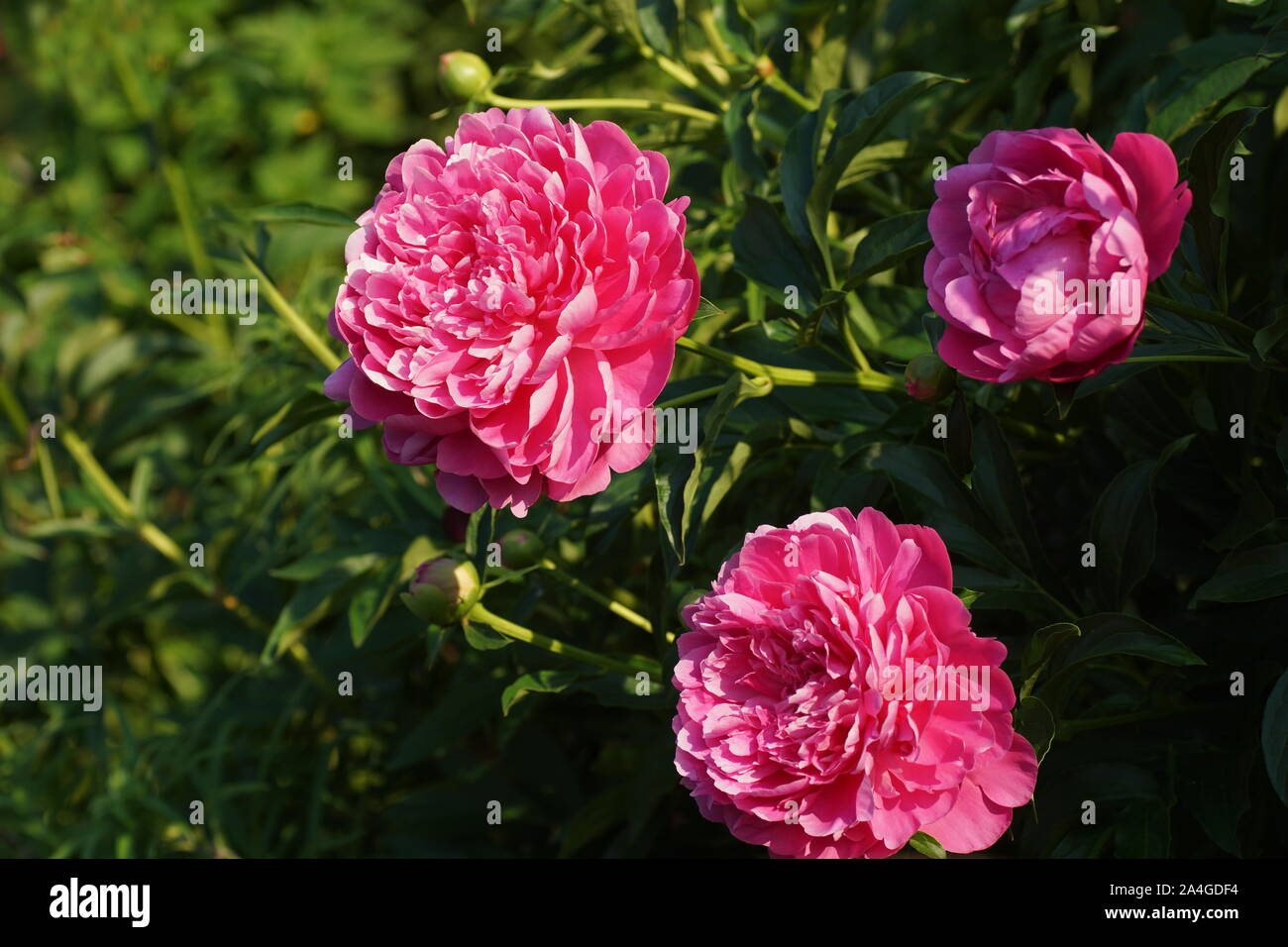 Princess garden hi-res stock photography and images - Alamy