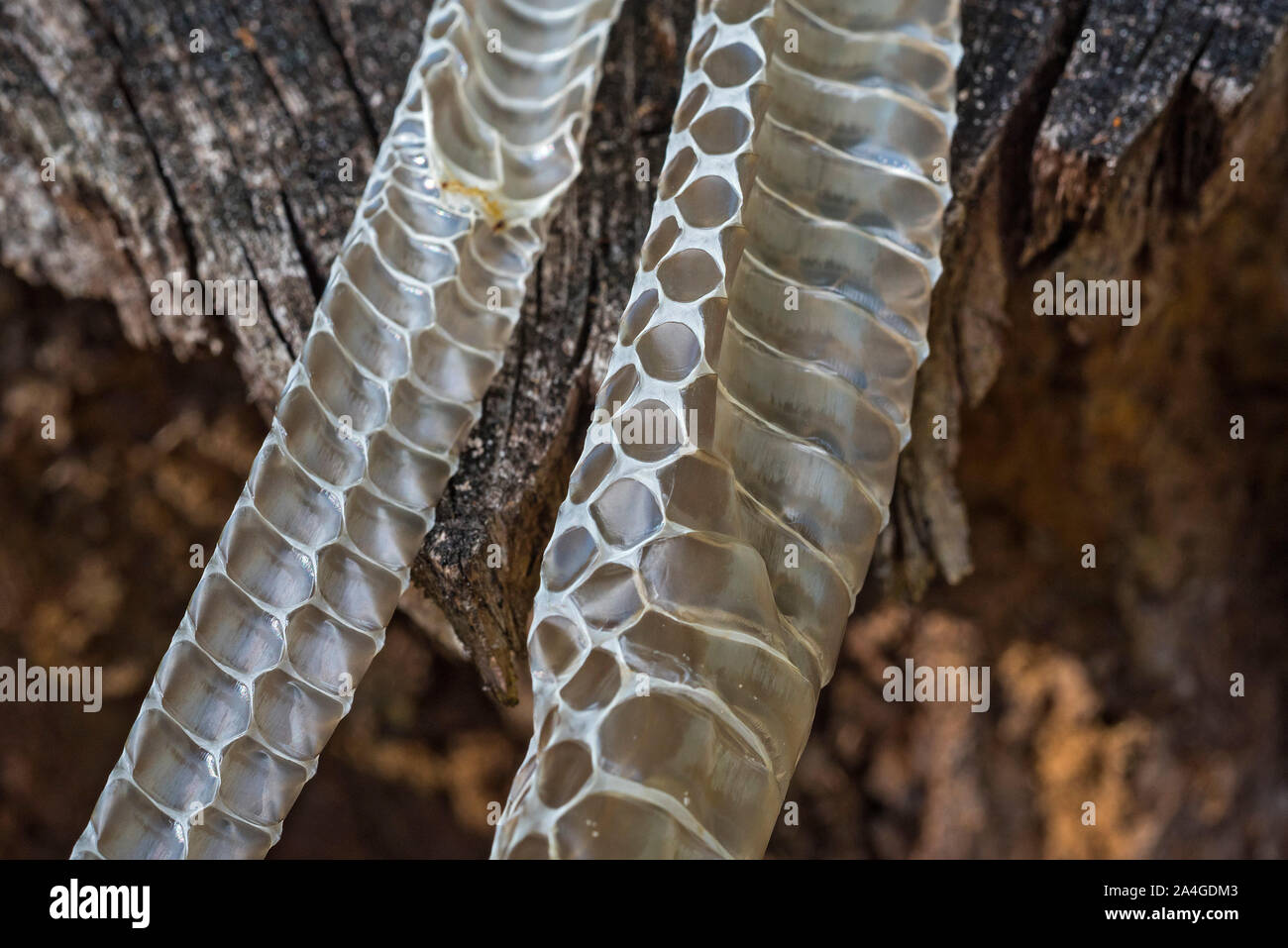 Shedded snake skin hi-res stock photography and images - Alamy