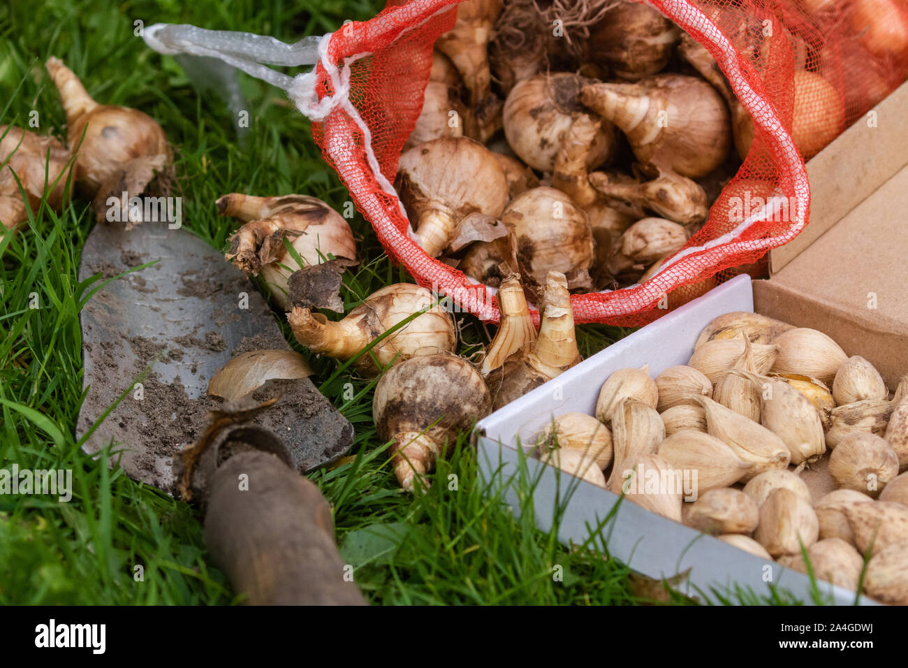 A collection of spring bulbs ready for planting Stock Photo - Alamy