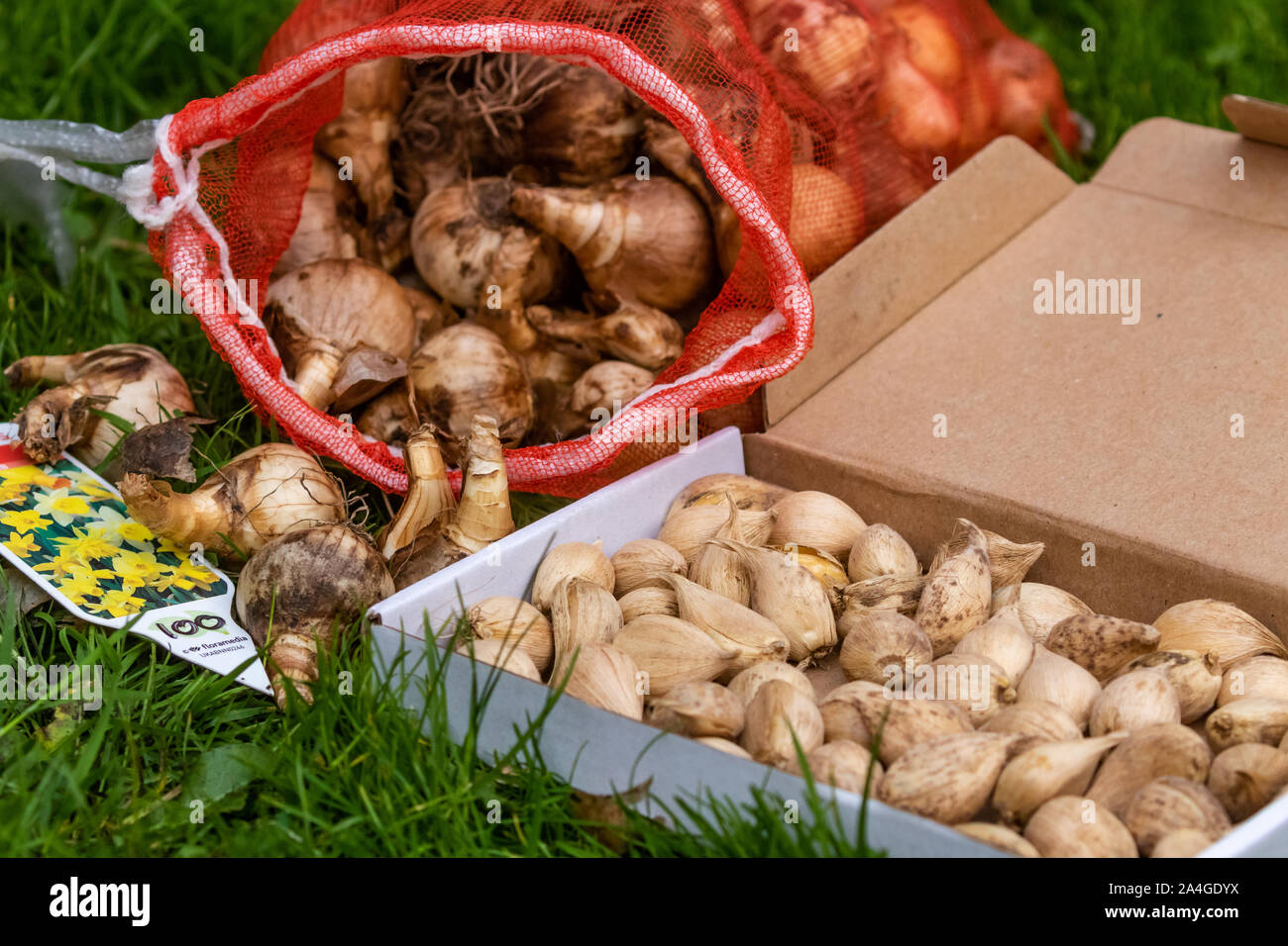 A collection of spring bulbs ready for planting Stock Photo - Alamy