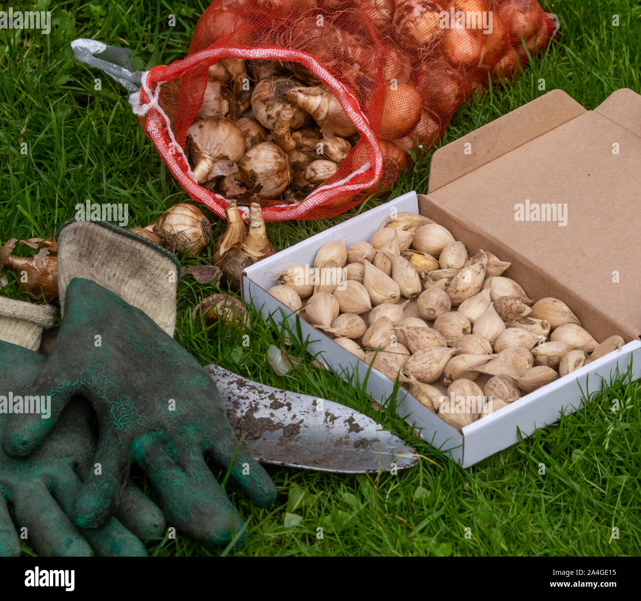 A collection of spring bulbs ready for planting Stock Photo - Alamy