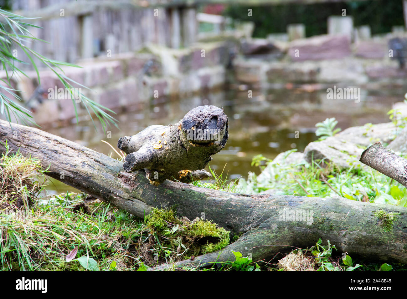 Rotted tree hi-res stock photography and images - Alamy
