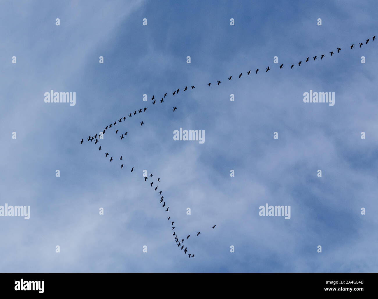 Pink footed geese in V formation flight over Yorkshire, UK Stock Photo ...