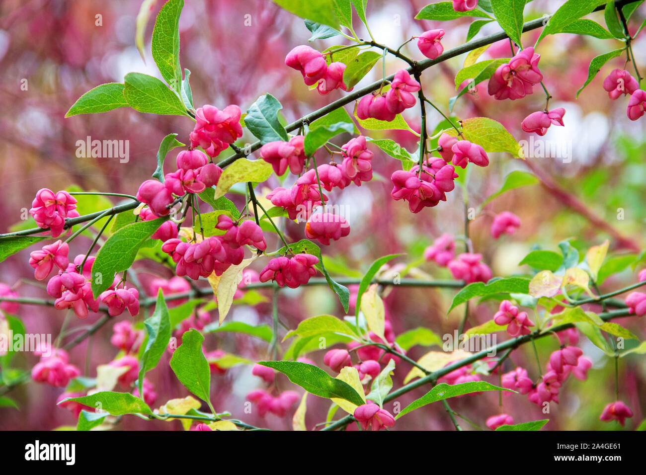 The common spindle shrub (Euonymus europaeus), also known as European ...