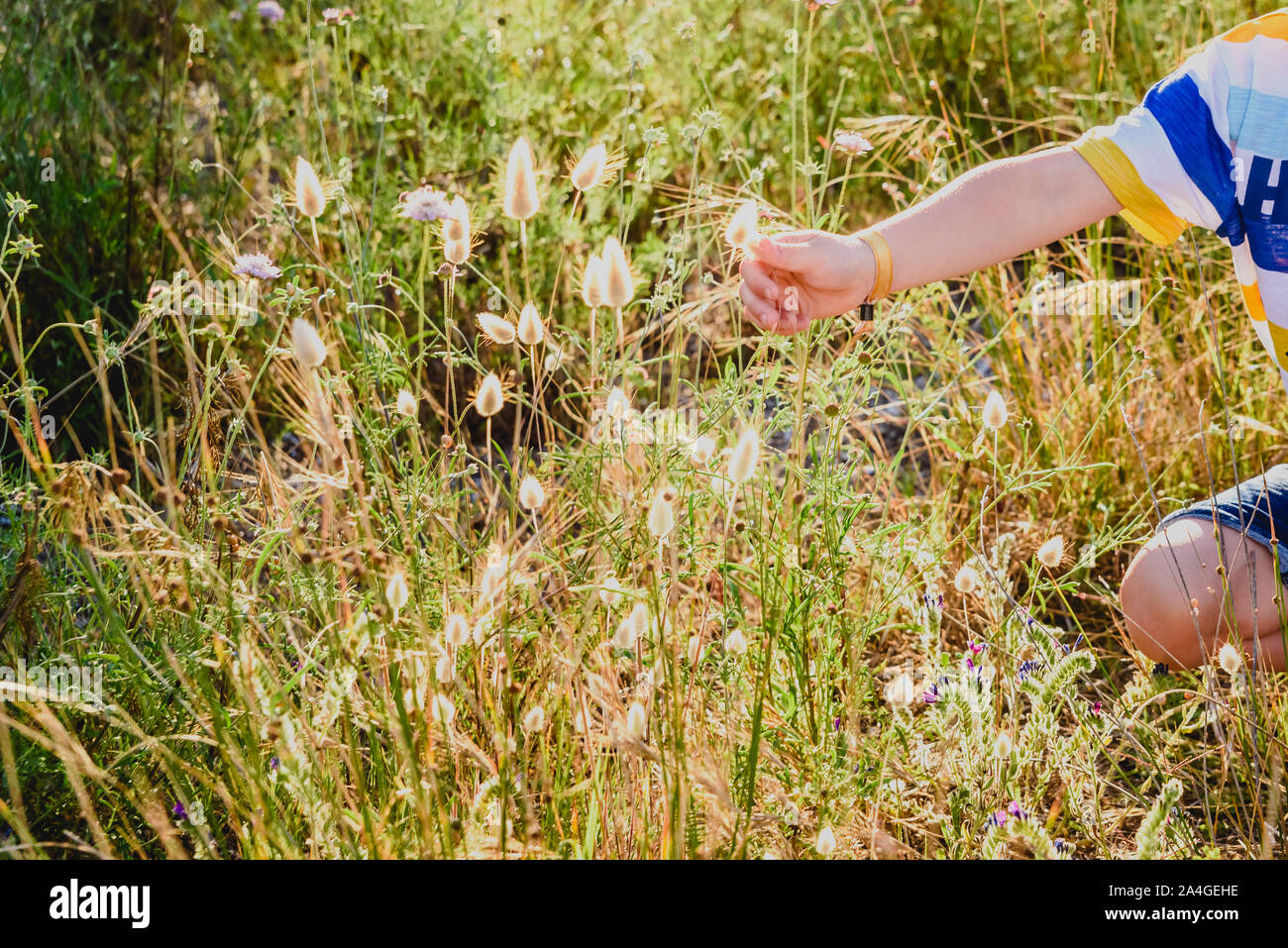 Child picking flowers in spring Stock Photo - Alamy