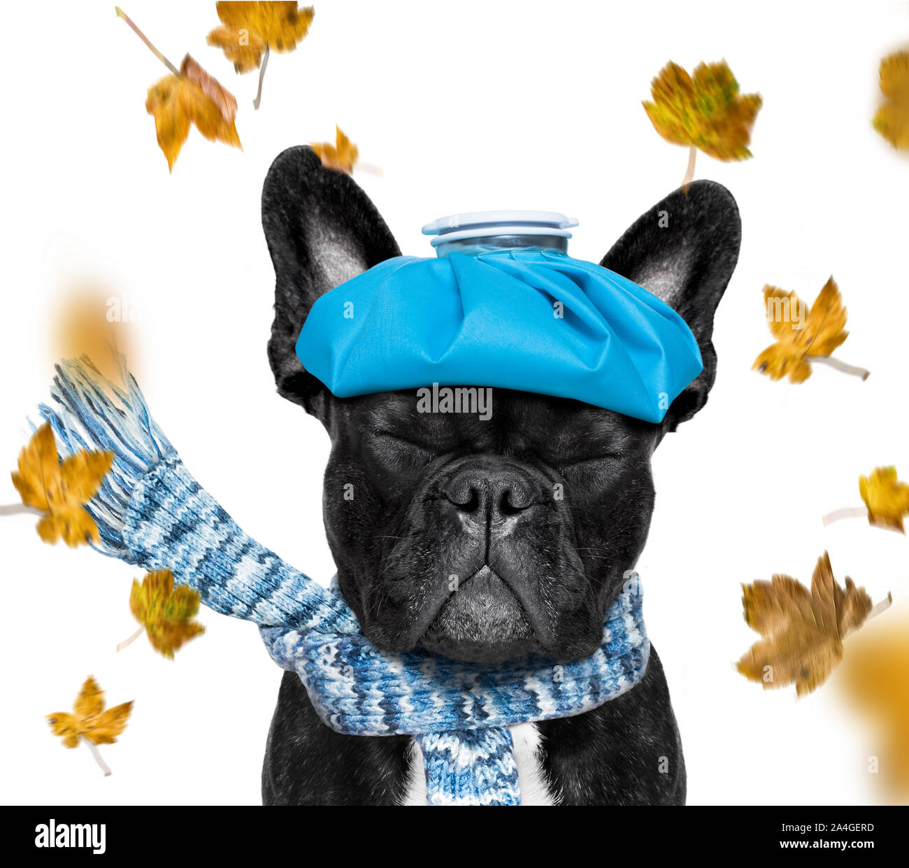 sick ill french bulldog dog , isolated on white background in autumn or ...
