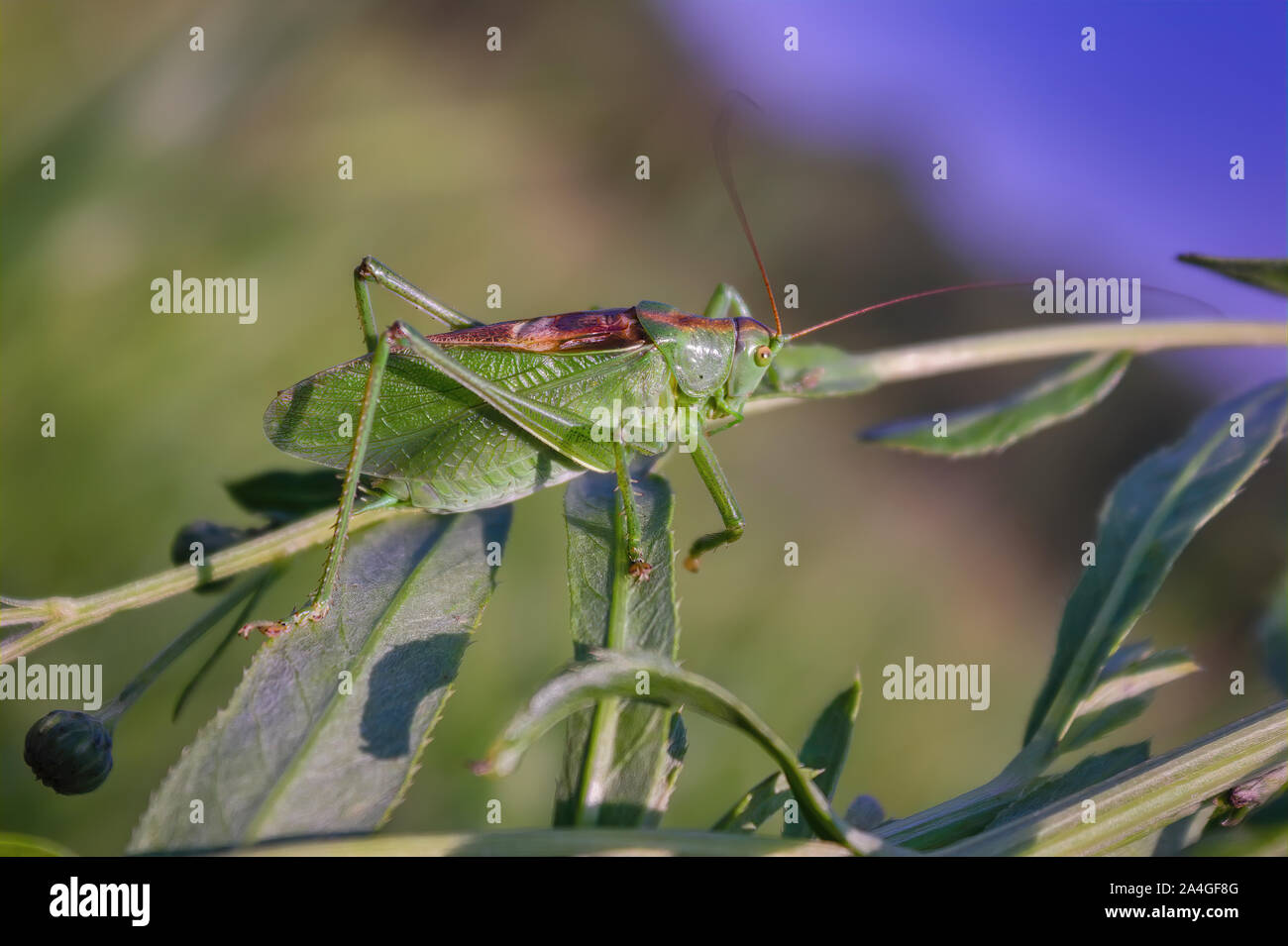 Tettigonia viridissima. Grasshopper green, or grasshopper ordinary - a ...