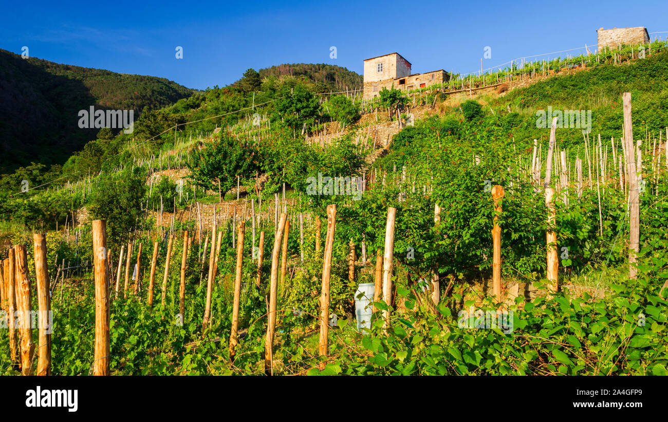 Vineyards and farm house, Corniglia, Cinque Terre, Liguria, Italy Stock ...