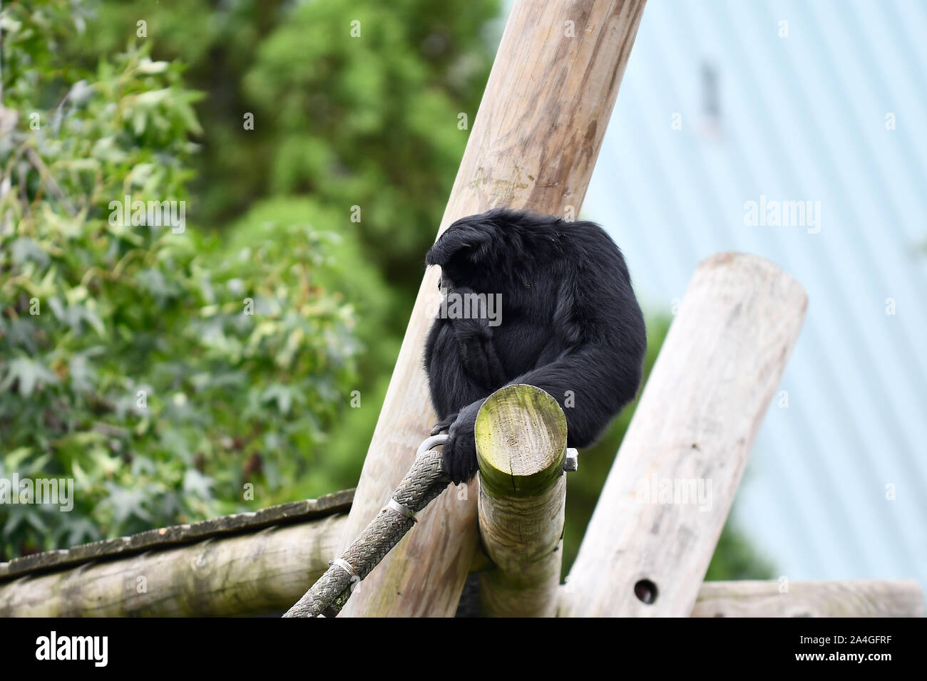 Siamang Gibbon Ape sitting on wood post Stock Photo - Alamy