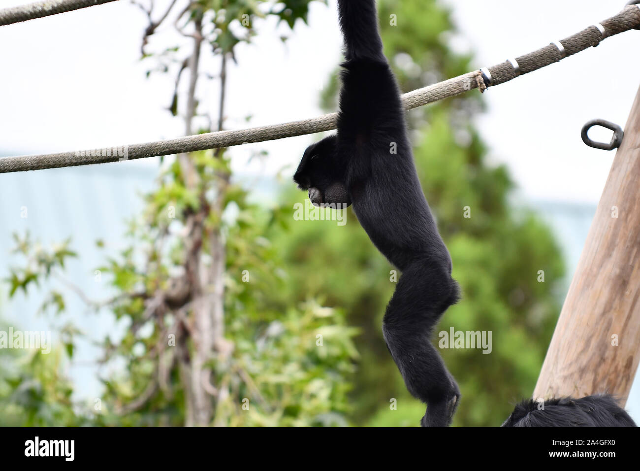 Siamang Gibbon Ape howling on rope tied to wooden post Stock Photo - Alamy