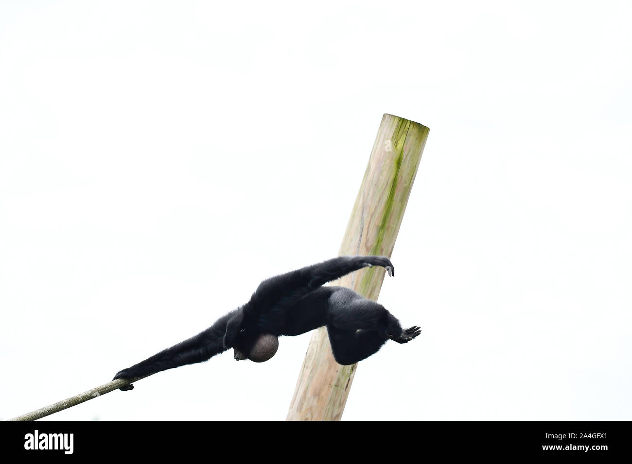 Siamang Gibbon Ape swinging on rope with sky blown out Stock Photo - Alamy