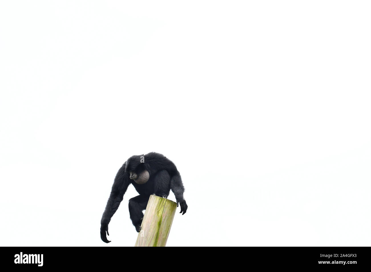 Single Siamang Gibbon howling Ape on wooden post sky blown out Stock ...