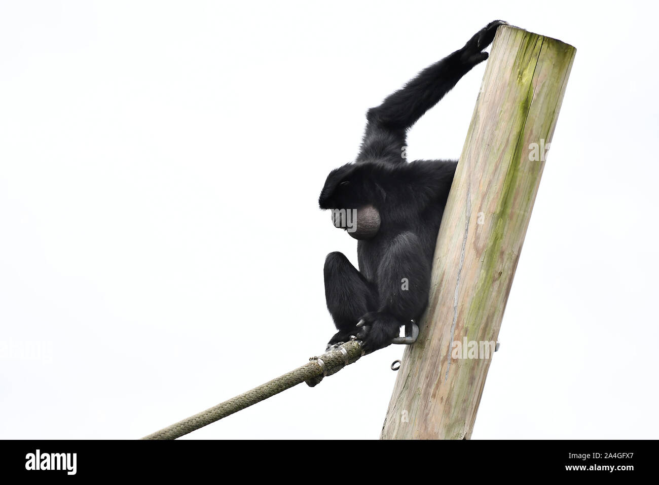 Siamang Gibbon Ape howling on rope tied to wooden post sky blown out ...