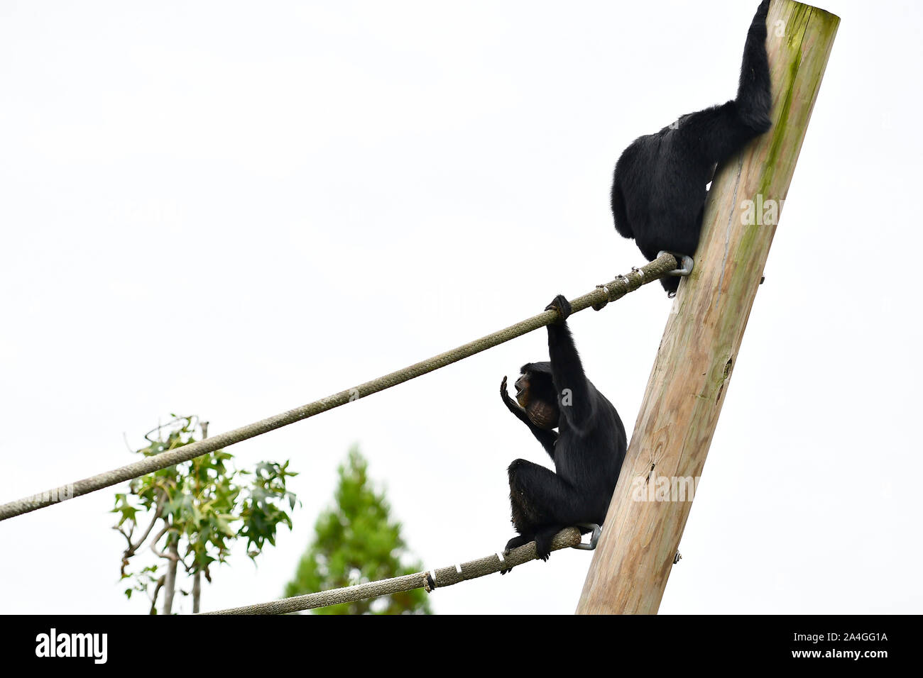 Siamang Gibbon Ape howling on rope tied to wooden post sky blown out ...