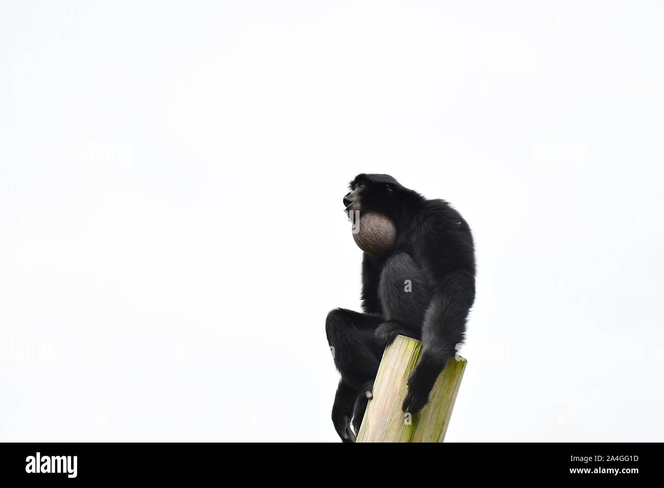 Single Siamang Gibbon howling Ape on wooden post sky blown out Stock ...