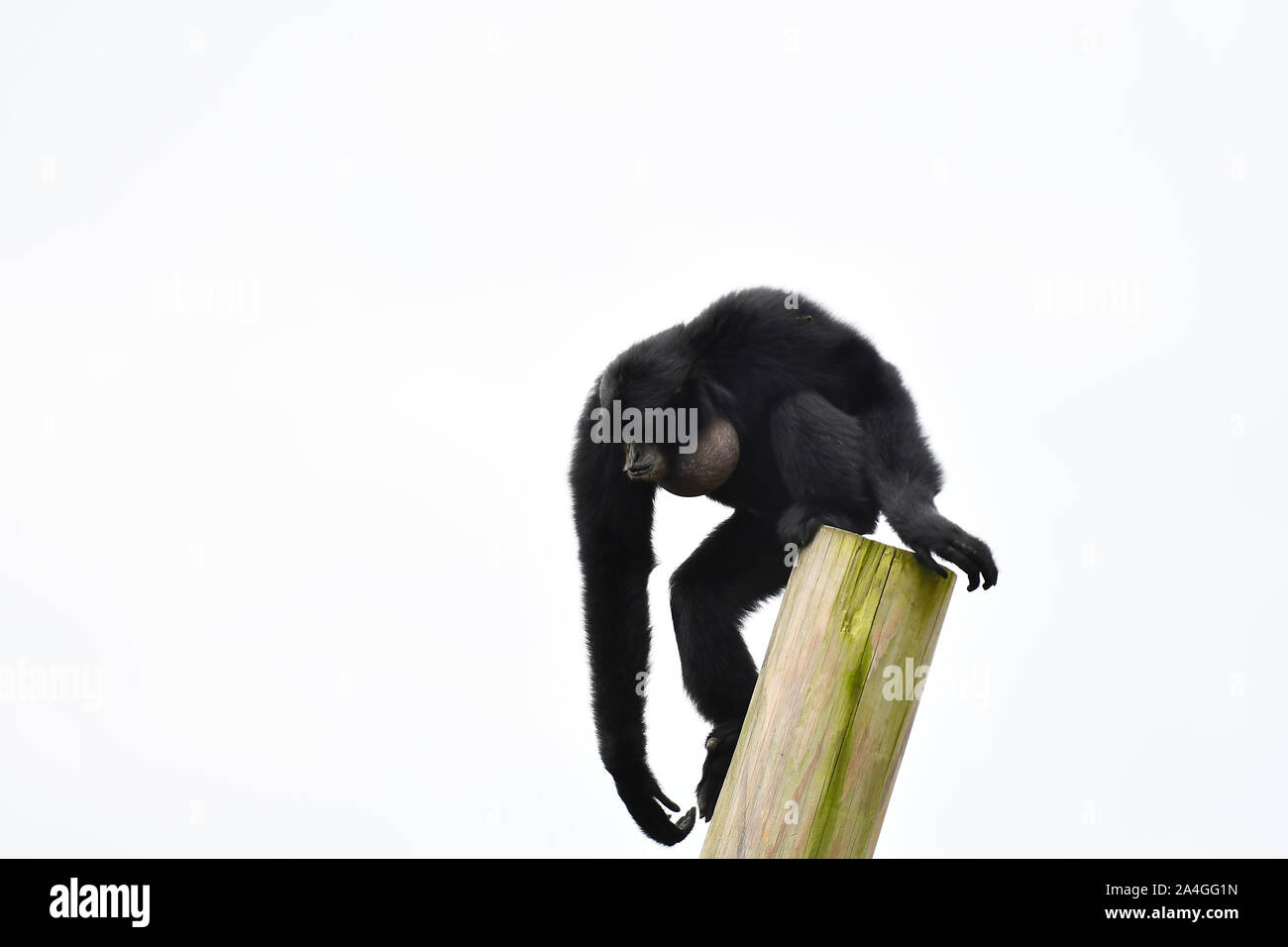 Largest Gibbon High Resolution Stock Photography and Images - Alamy