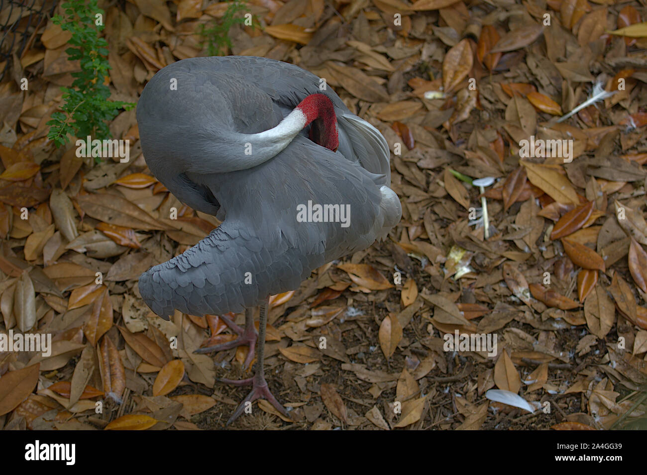 Preening under wing hi-res stock photography and images - Alamy