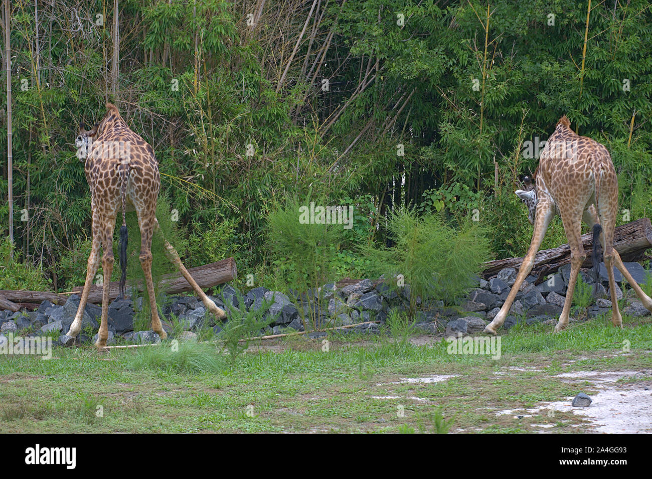 Two Giraffes bending down to graze Stock Photo - Alamy