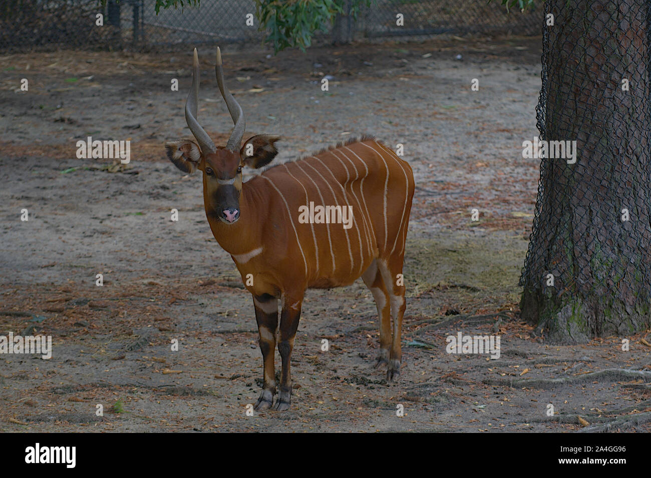 Bongo antelope kenya africa hi-res stock photography and images - Alamy