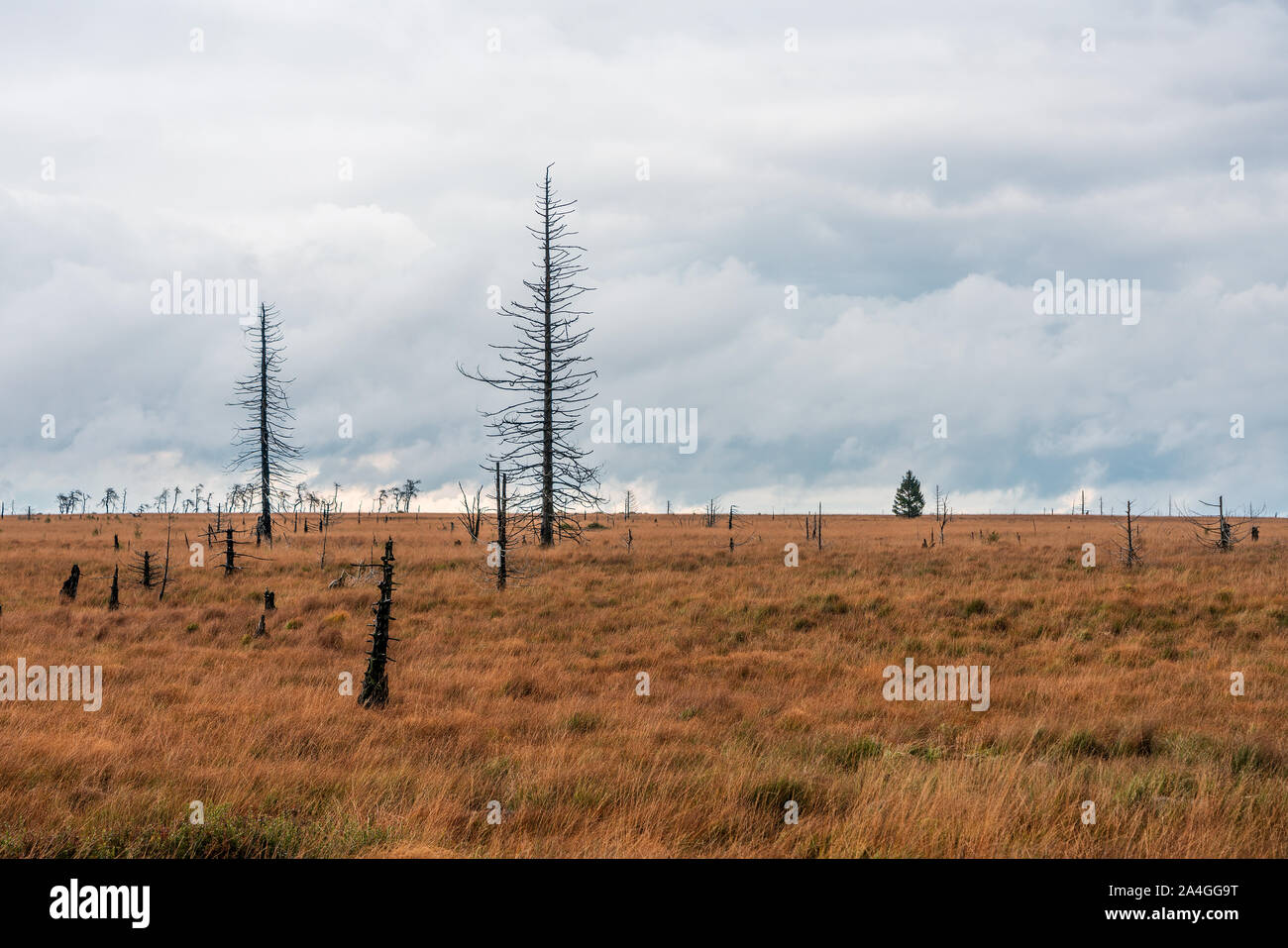 Moorland landscape of the High Fens in autumn, Belgium Stock Photo - Alamy