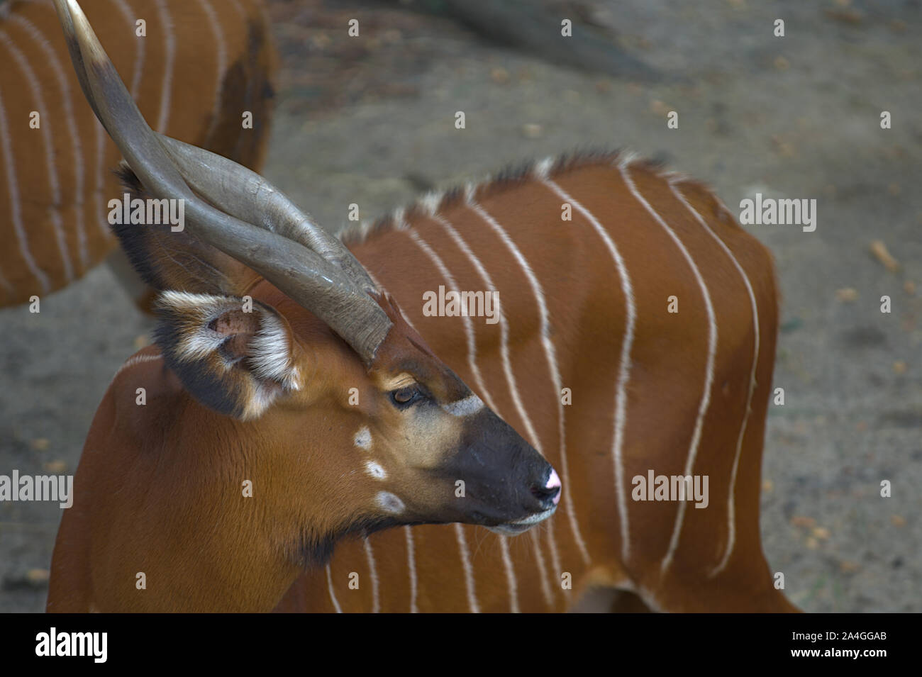 Bongo antelope kenya africa hi-res stock photography and images - Alamy