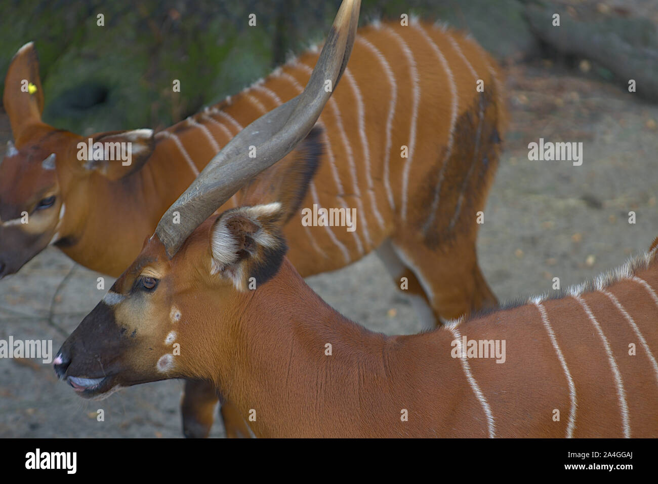 Adult and young female Bongo Antelope profile Stock Photo - Alamy