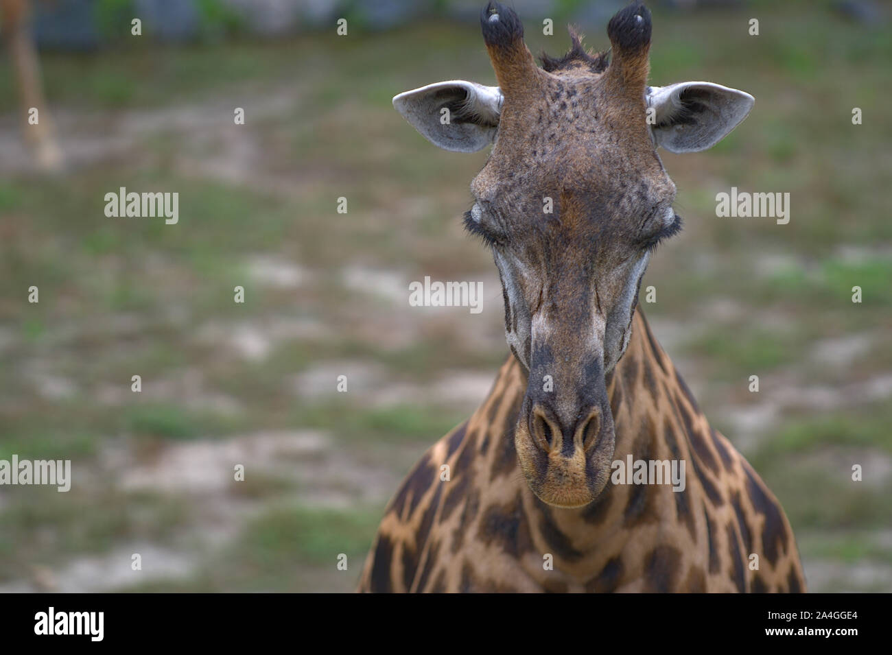 Closeup of Giraffe head facing camera Stock Photo - Alamy