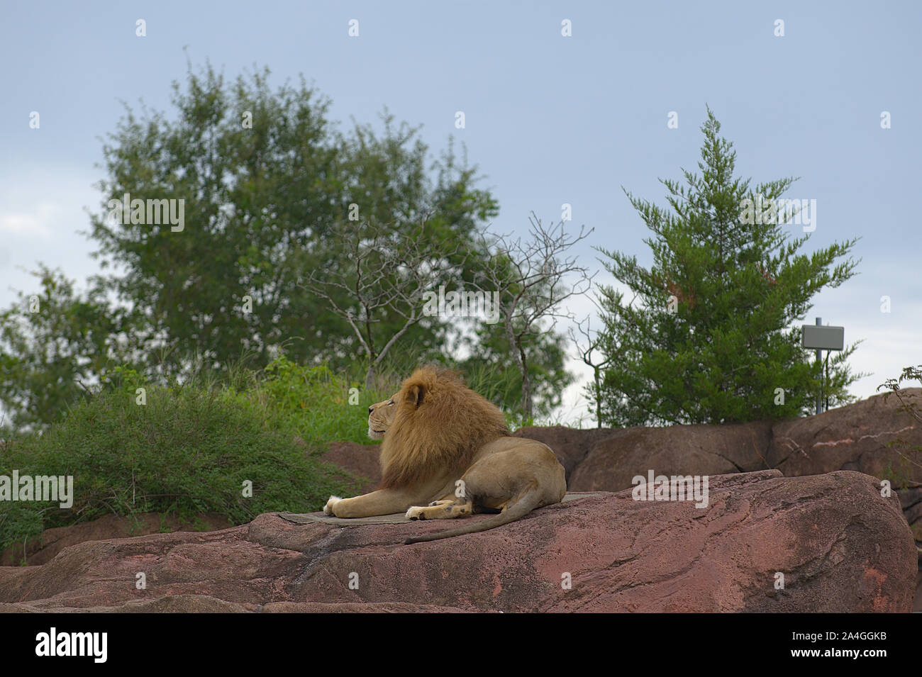 Male Lion laying on rock formation side profile Stock Photo - Alamy
