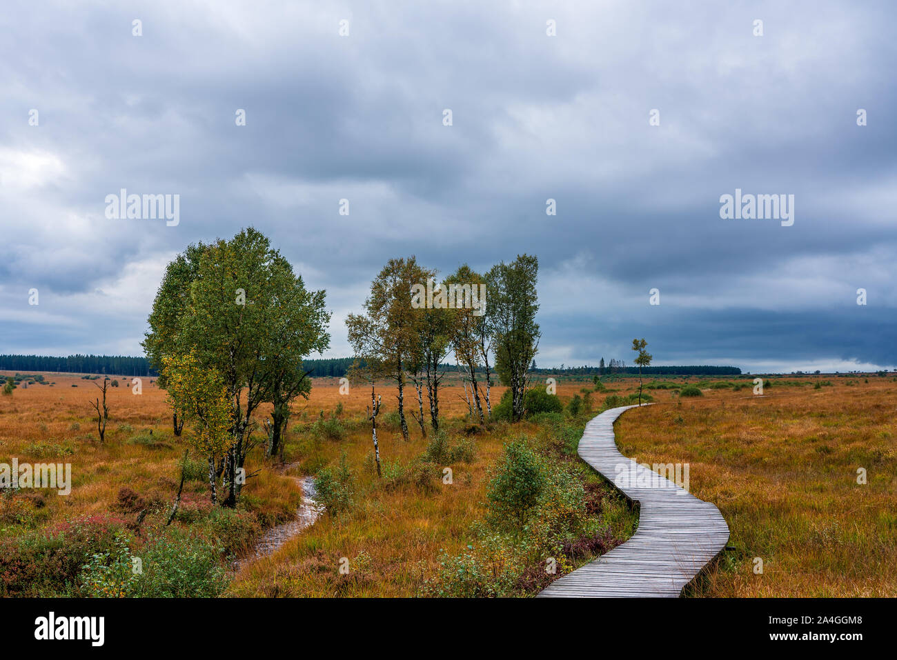 Moorland landscape of the High Fens in autumn, Belgium Stock Photo - Alamy