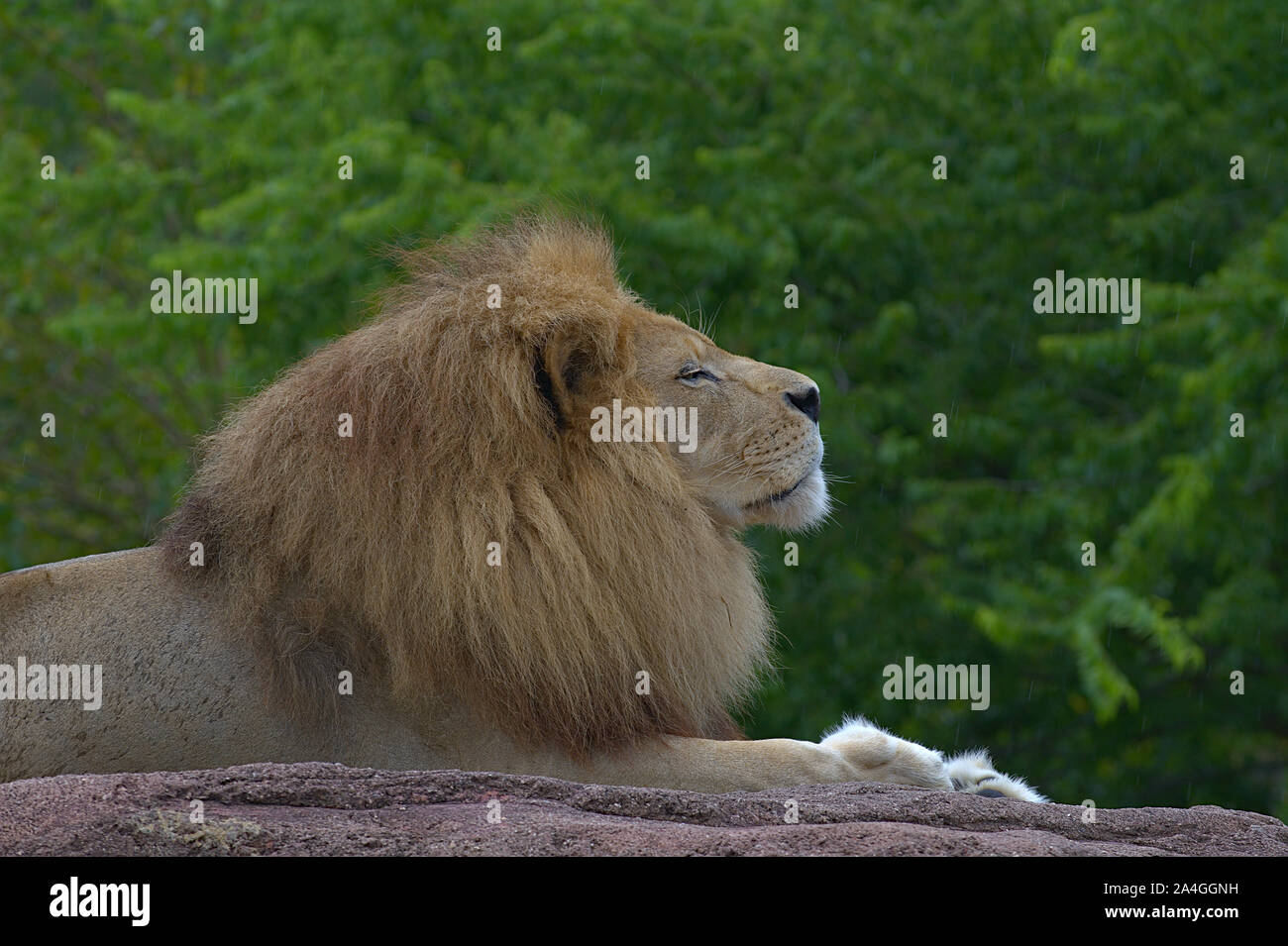 Male Lion laying on rock formation side profile Stock Photo - Alamy