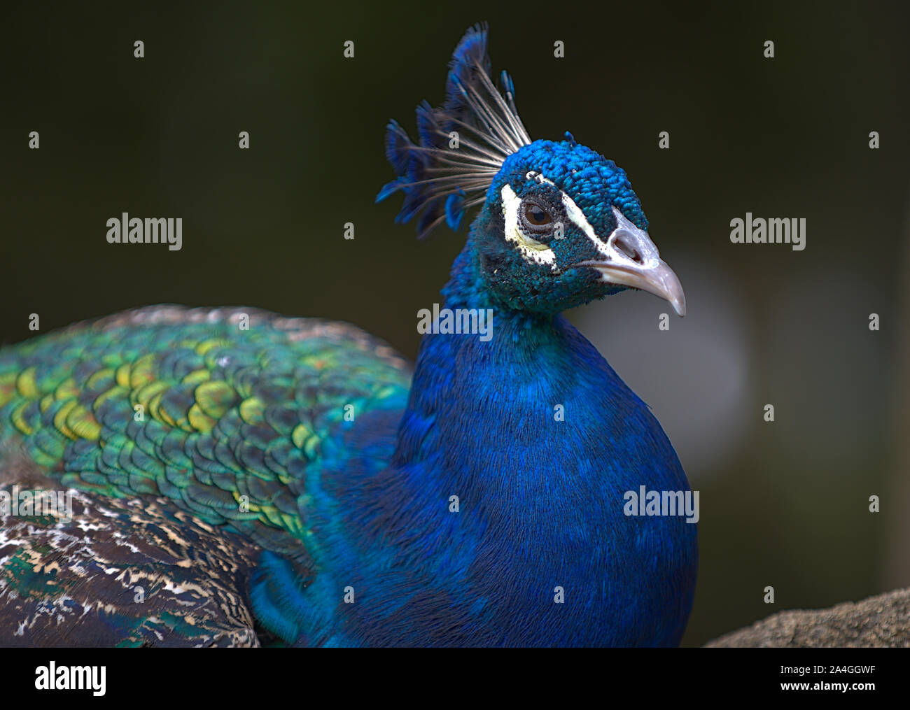 Peahen Bird High Resolution Stock Photography and Images - Alamy