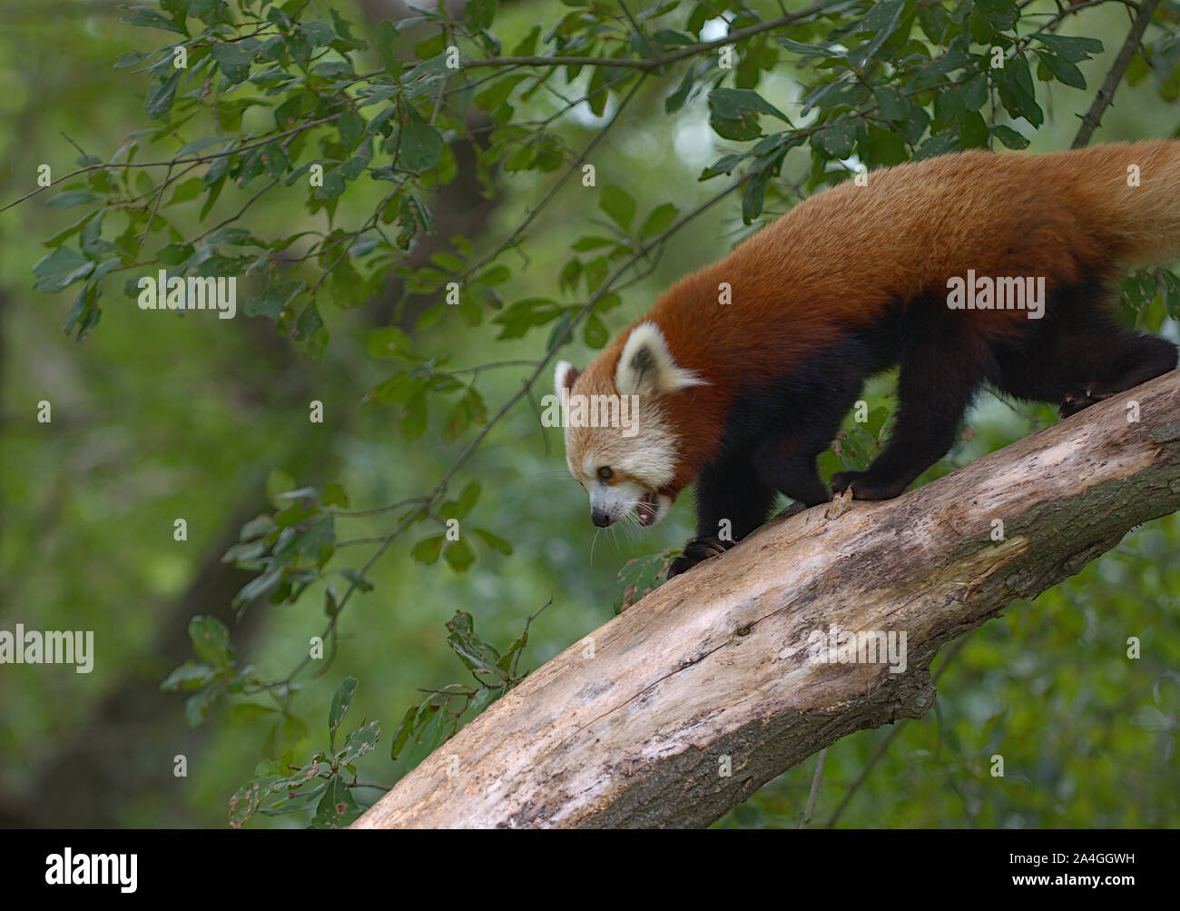 Western lesser panda hi-res stock photography and images - Alamy