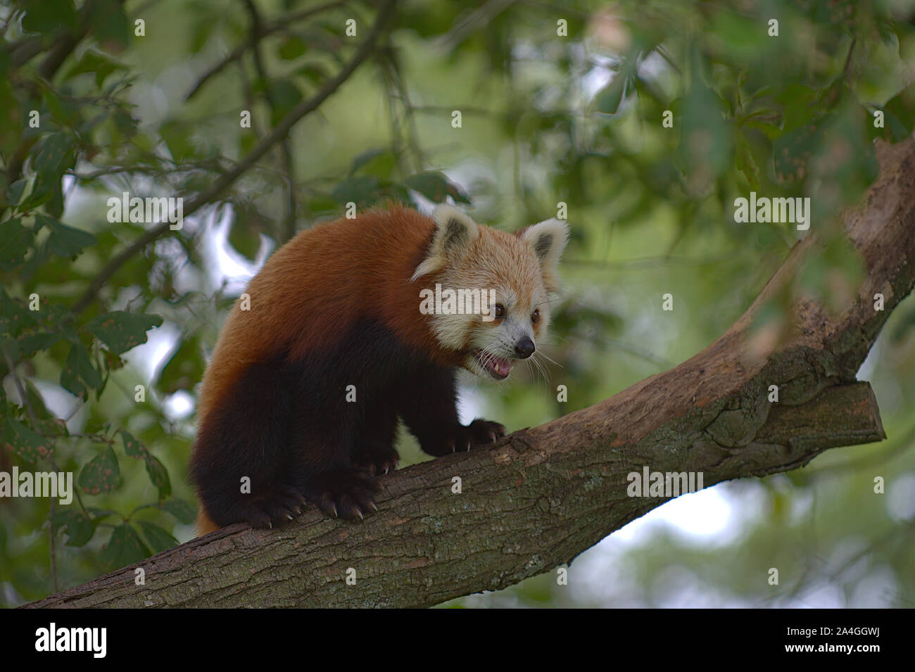 Red Panda sitting on large tree branch Stock Photo - Alamy