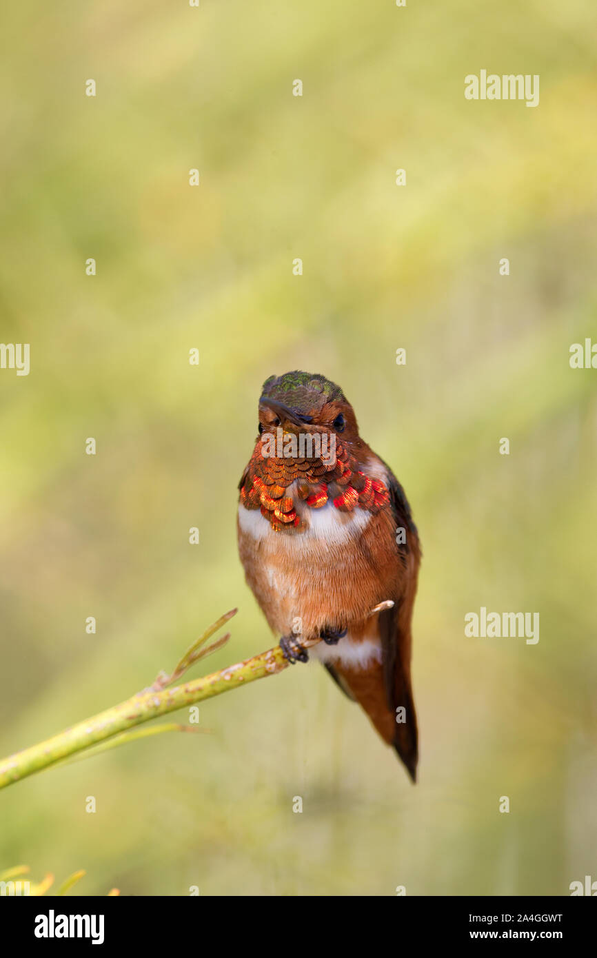 Allen's Hummingbird Male Closeup Stock Photo - Alamy