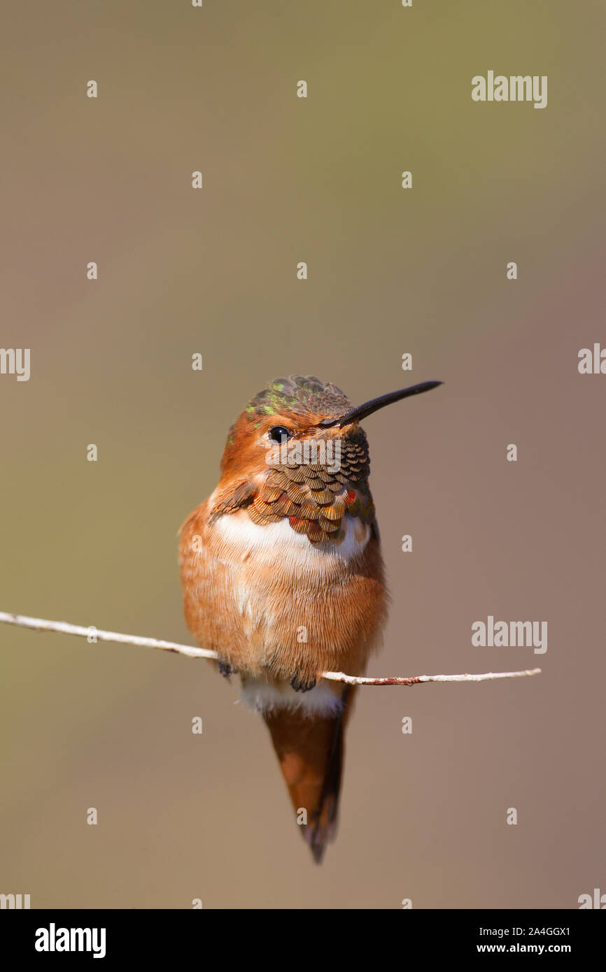 Allen's Hummingbird Male Closeup Stock Photo - Alamy