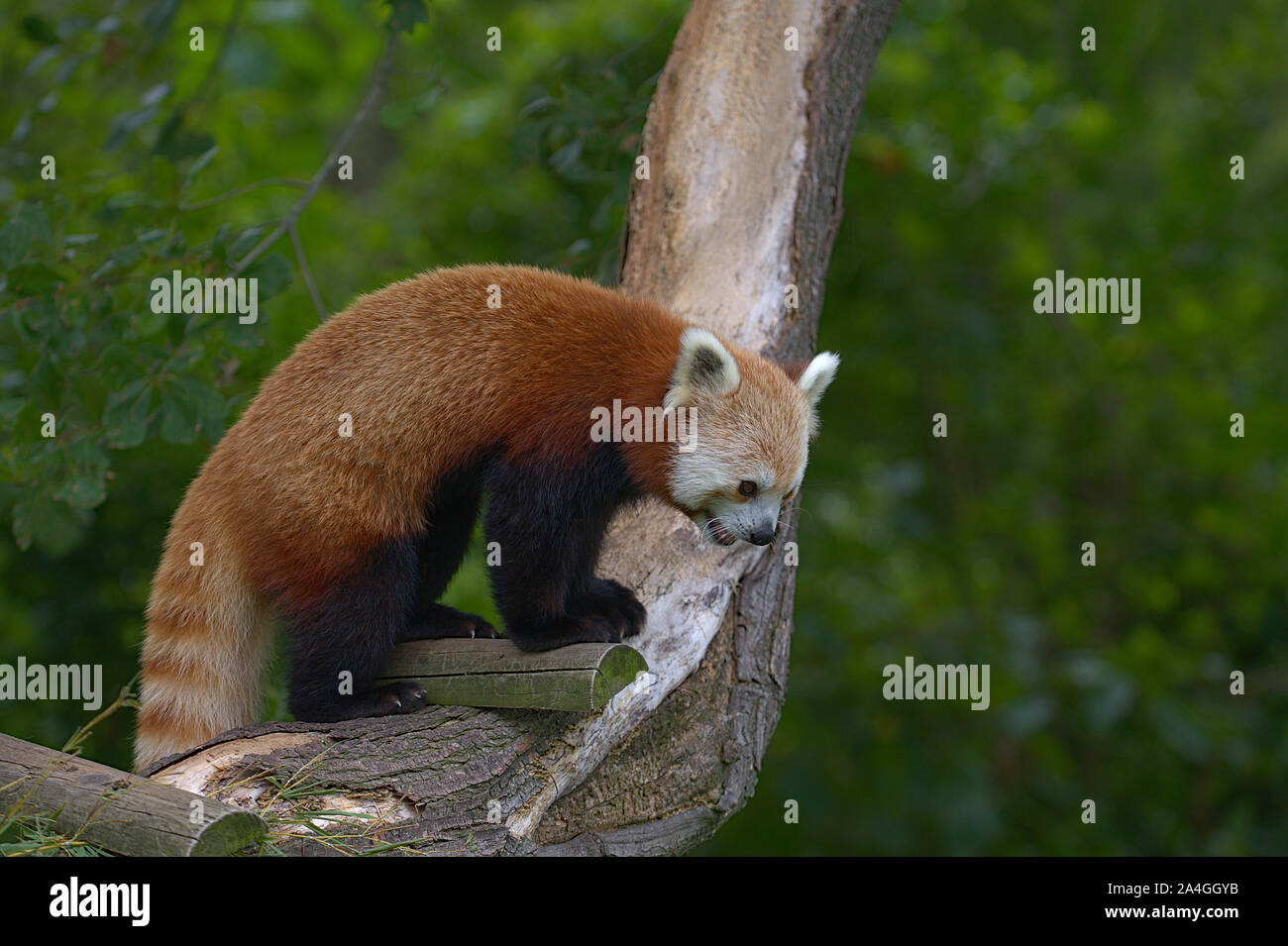 Red Panda sitting on large tree branch Stock Photo - Alamy