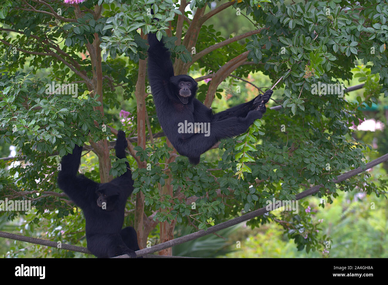 Two Siamang Gibbon Ape hanging from tree branches Stock Photo - Alamy