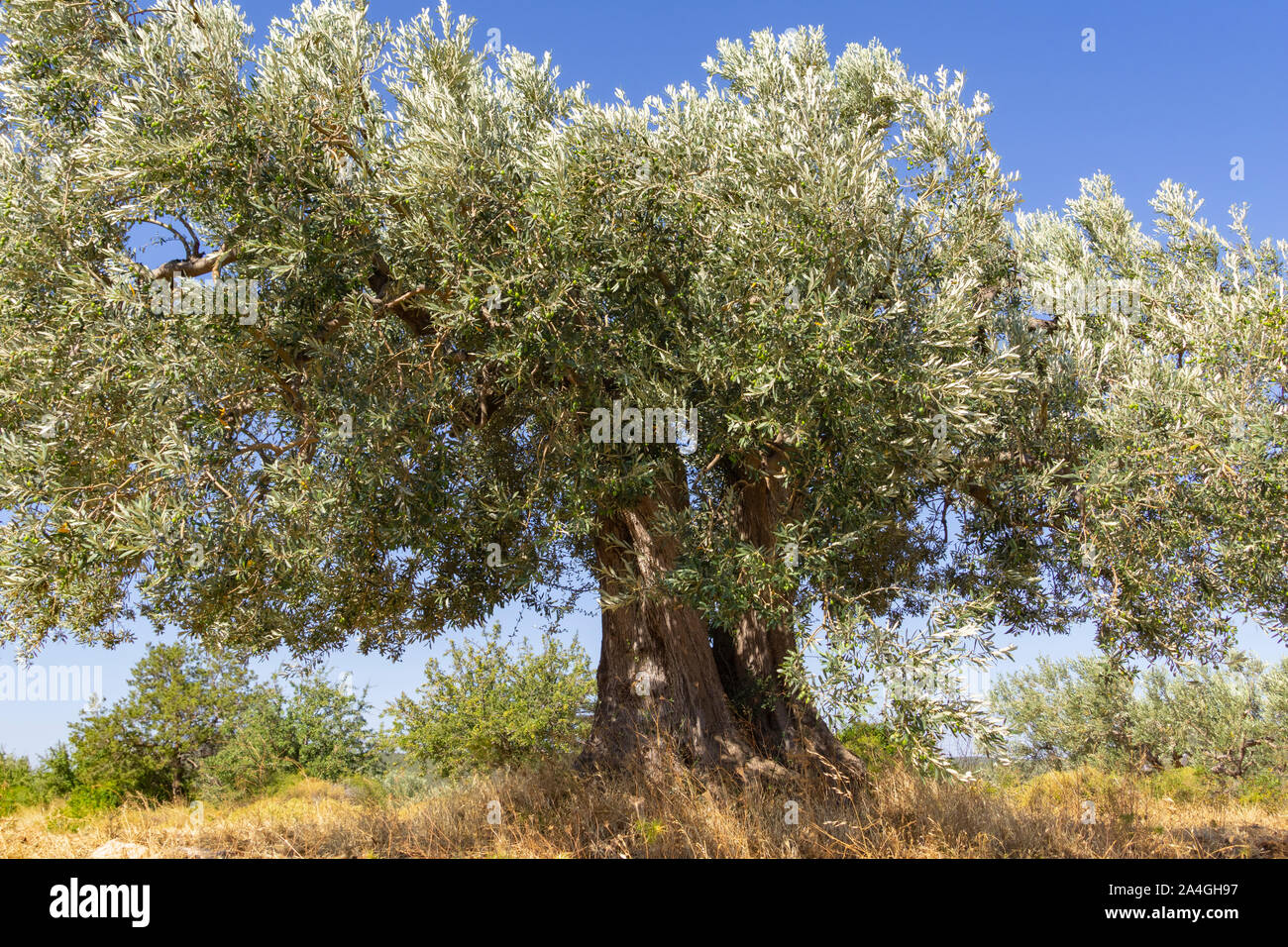 Olive tree grove in rural greece with ancient trees in leaf growing in ...