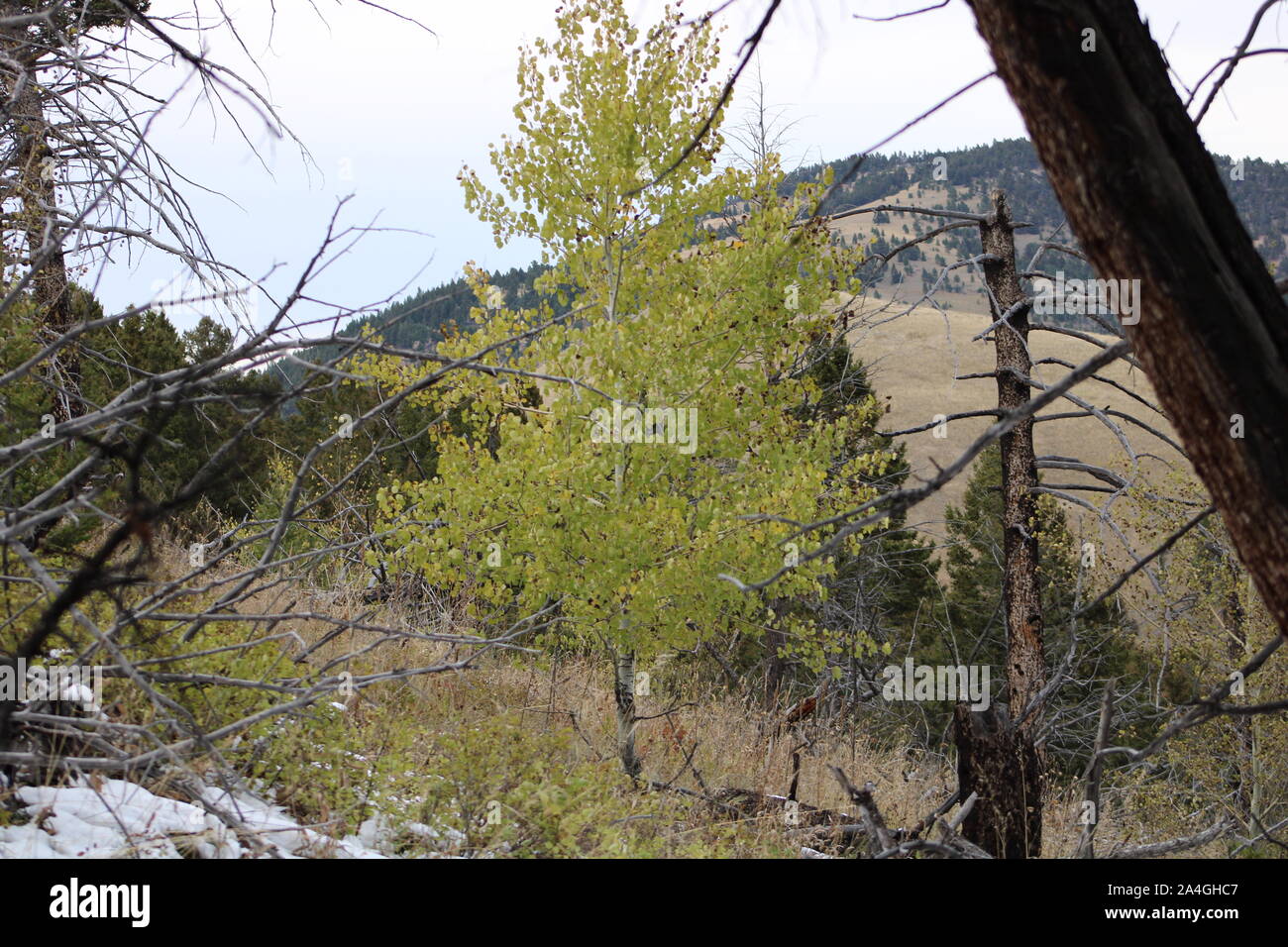 Lone Aspen High Resolution Stock Photography and Images - Alamy
